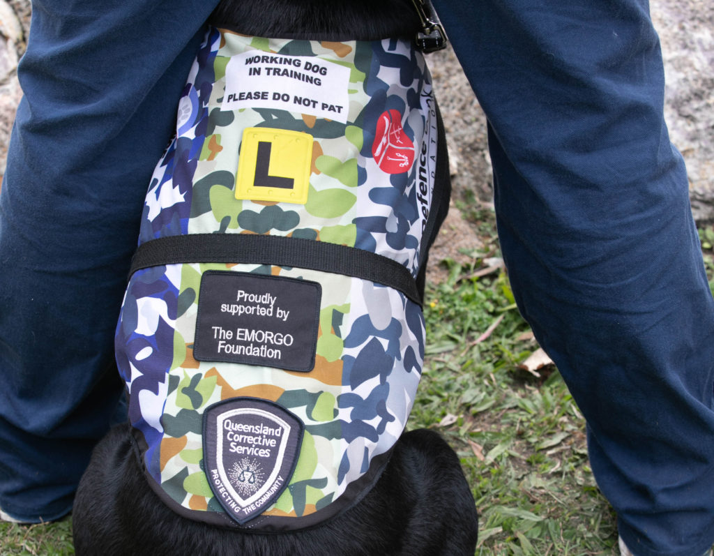 Numinbah prisoners train dogs for veterans