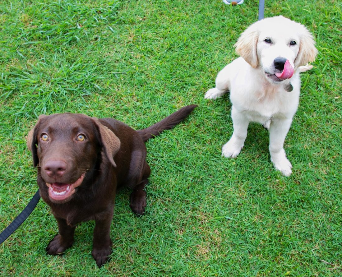 Prisoners help more children with disability with Smart Pups