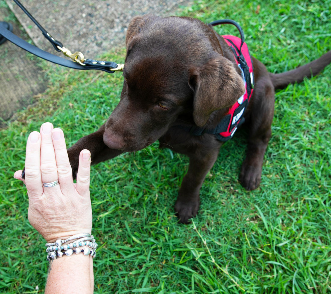 Prisoners help more children with disability with Smart Pups