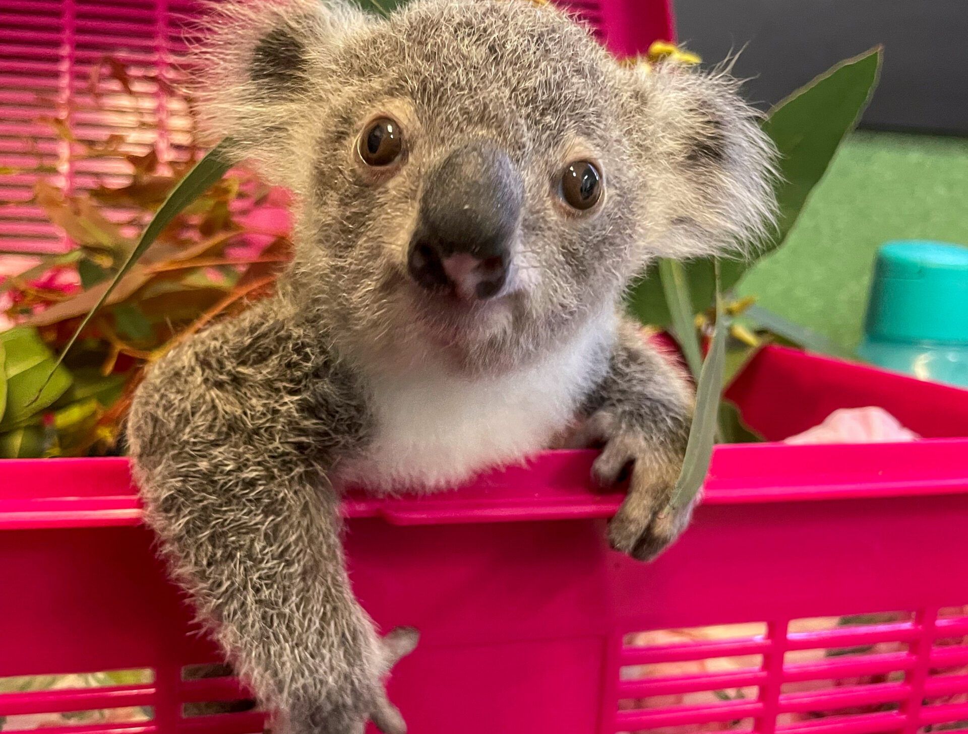 Wolston’s industries help protect endangered koalas